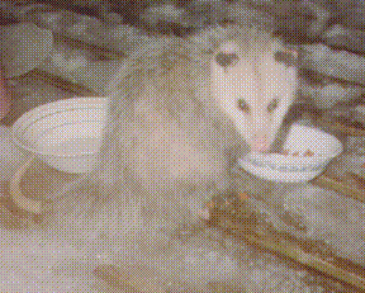 Opossum.png